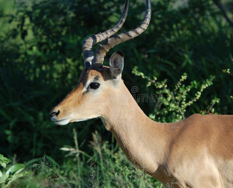 Africa Wildlife: Impala stock image. Image of portrait - 7264371