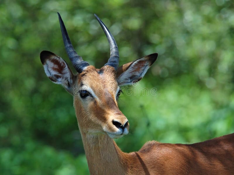 Africa Wildlife: Impala stock photo. Image of magnificent - 7264518