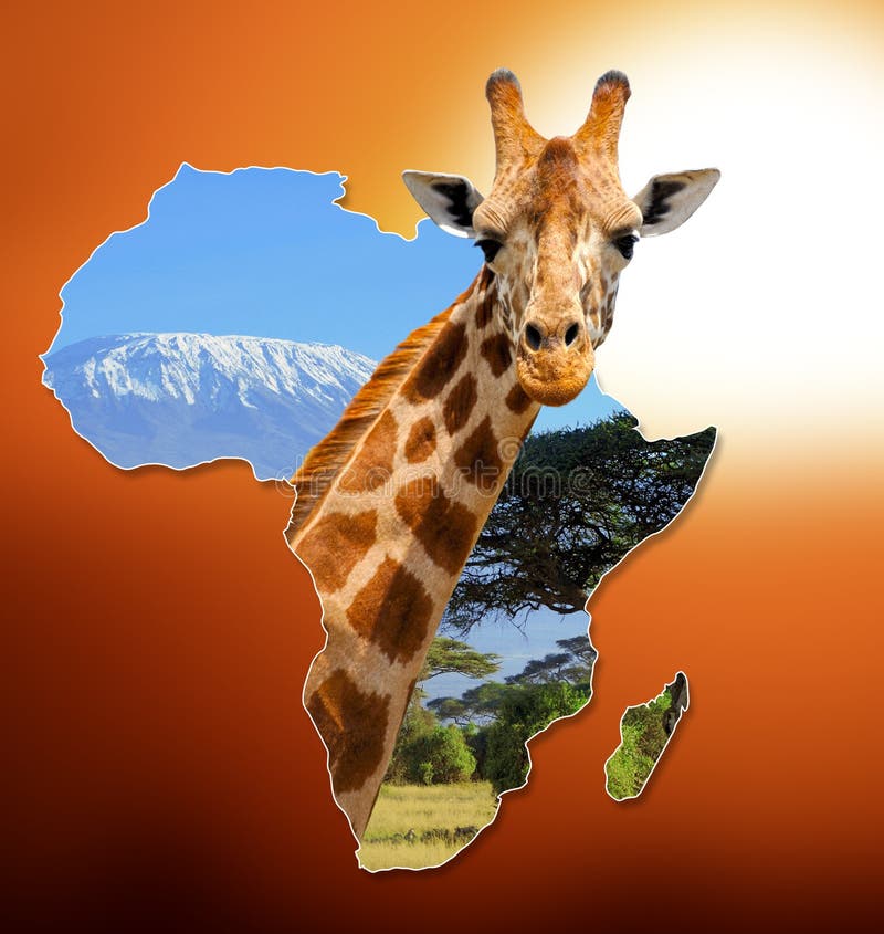 African Sunset with Acacia, Map of Africa Concept Stock Image - Image ...