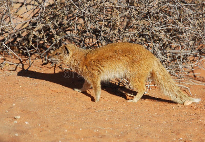 Africa: Yellow mongoose stock photo. Image of adapted - 6617404