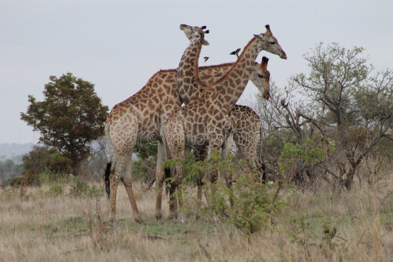 Photos de Accouplement De Girafe - Photos de stock gratuites et libres ...