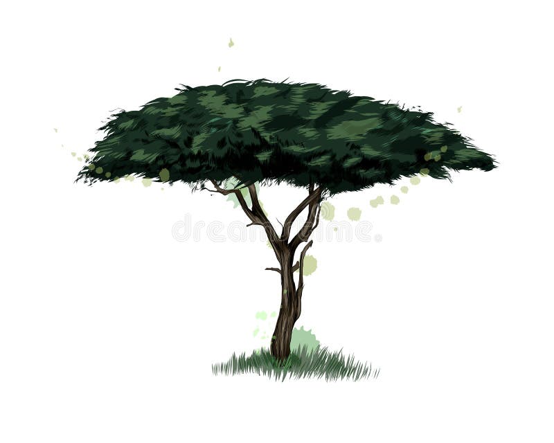 Acacia Tree Stock Illustrations – 5,335 Acacia Tree Stock Illustrations ...