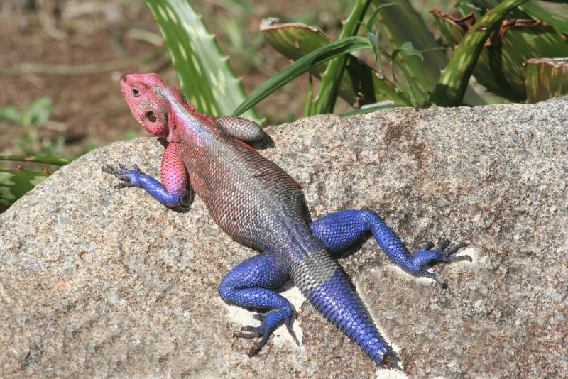 African Agama Lizard stock image. Image of organism, fauna - 7713481