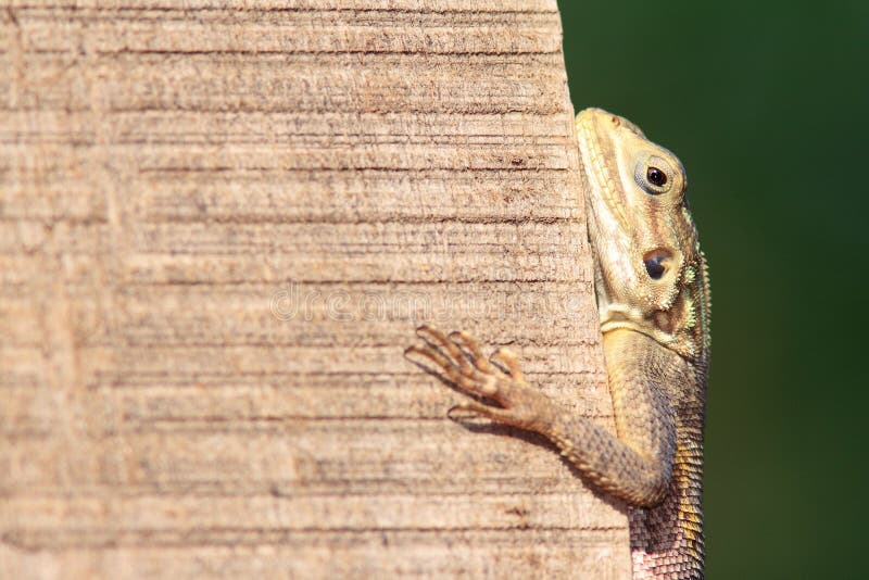 African Agama Lizard stock photo. Image of african, rock - 7713378