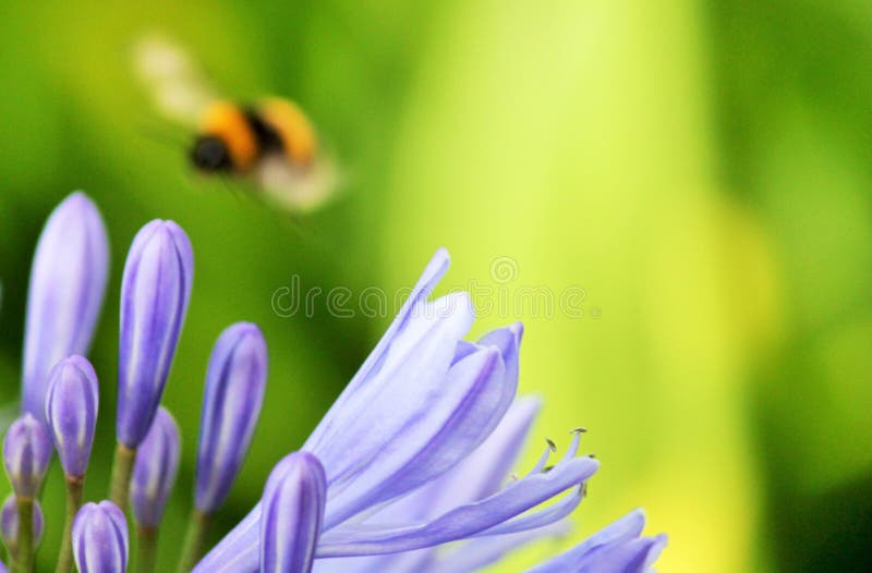 Lily Flower Bee African Agapanthus (Agapathus Africanus) with Bumble ... Lily Flower Bee African Agapanthus (Agapathus Africanus) with Bumble ...