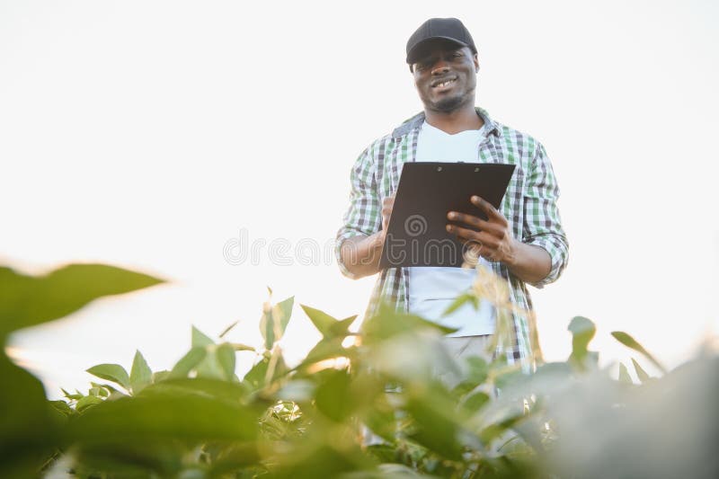 An African Agronomist in a Soybean Field Examines the Crop. Stock Image ...