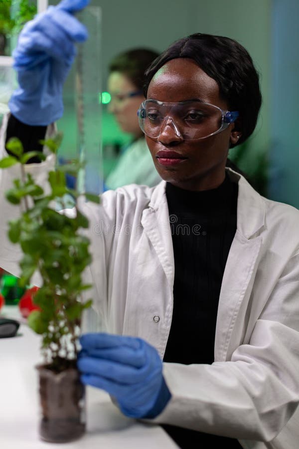 African American Biologist Researcher Measuring Sapling Using Ruler ...