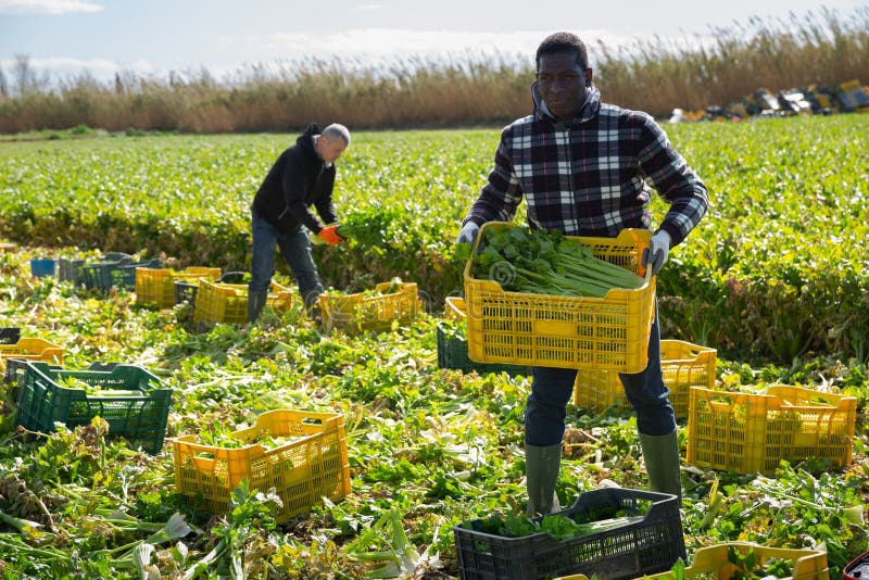 African American Man Carrying Crates with Harvested Celery Stock Photo ... African American Man Carrying Crates with Harvested Celery Stock Photo ...