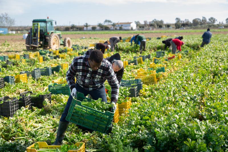 African American Man Carrying Crates with Harvested Celery Stock Image ... African American Man Carrying Crates with Harvested Celery Stock Image ...