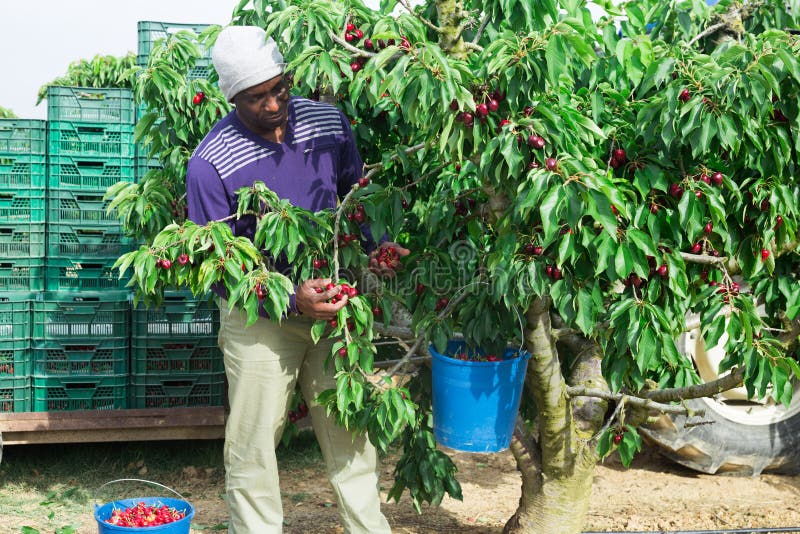 Man is Picking Cherries into the Buckets Stock Photo - Image of ...