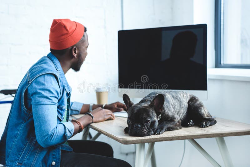 African American Man Working by Computer while French Bulldog Lying ...