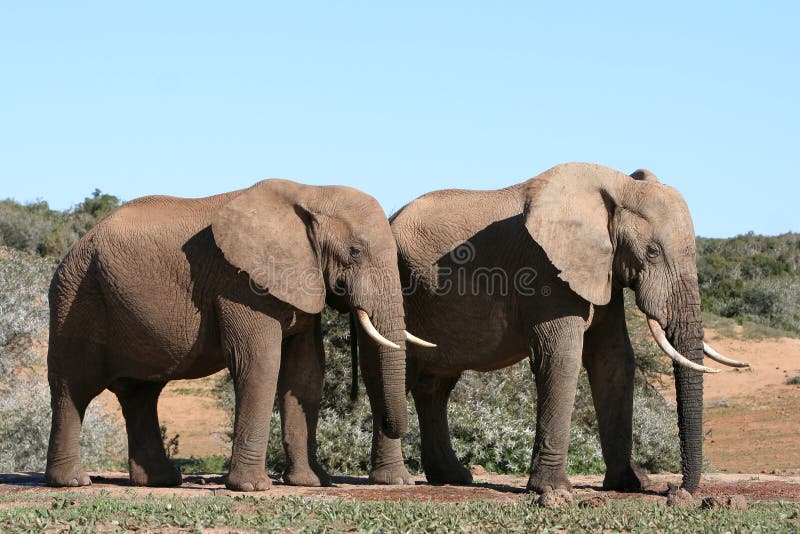 African animals stock photo. Image of family, beautiful - 10570070