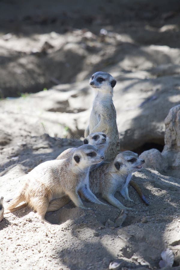 African animals stock photo. Image of hair, focus, nature - 11235484
