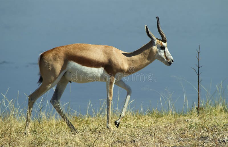 African Animals 2 stock image. Image of park, buck, animals - 11363307