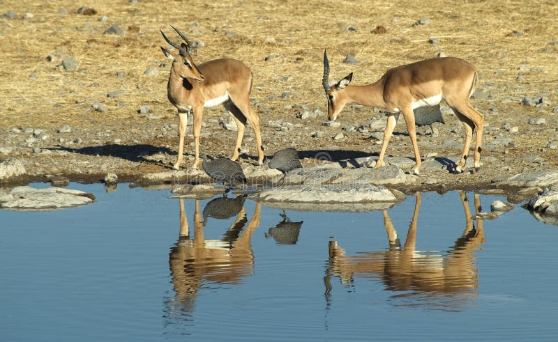 African Animals 5 stock image. Image of animals, buck - 11363363