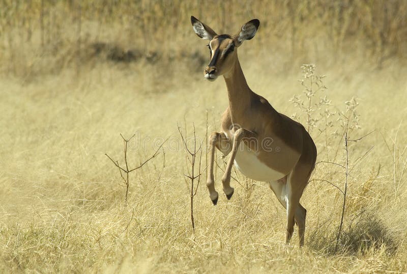 African Animals 6 stock image. Image of mammals, nature - 11363333