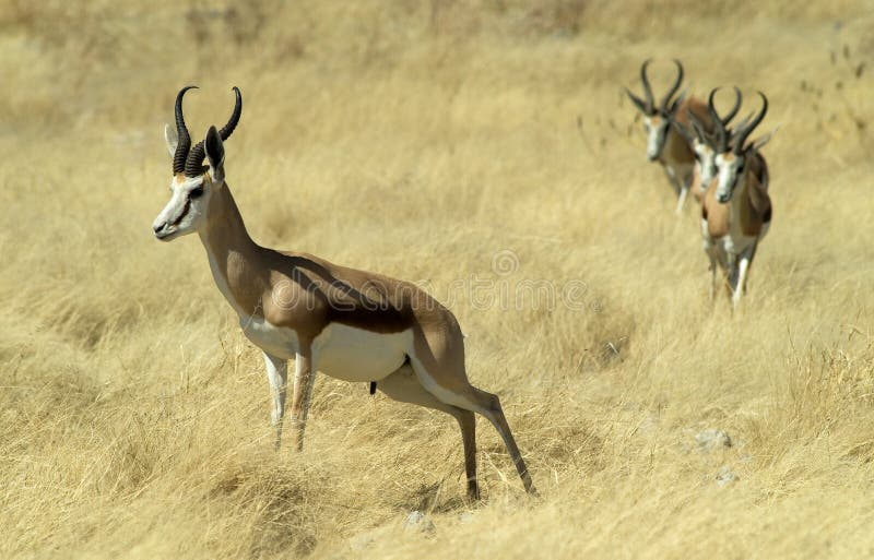 African Animals 7 stock image. Image of etosha, africa - 11363345