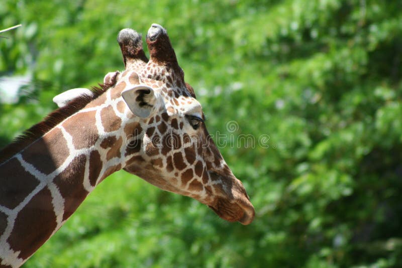 African Animals stock image. Image of national, kenya, masaai - 869647