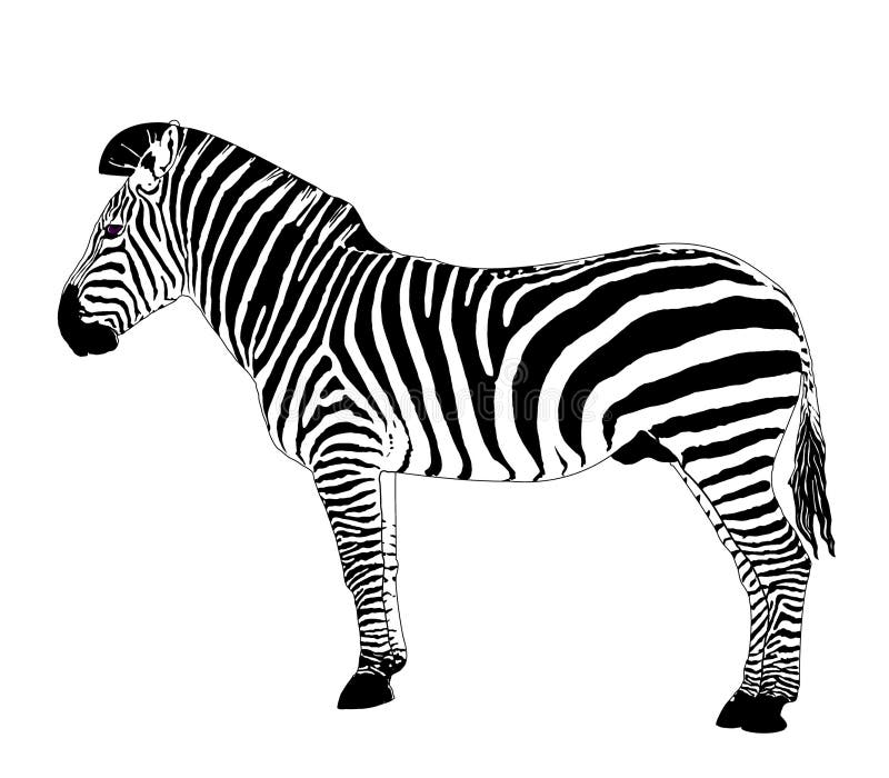 Zebra stock vector. Illustration of africa, exotic, mane - 5558808