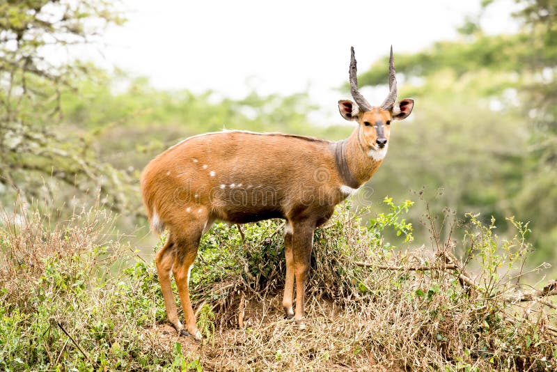 African Antelope - Bushbuck, Uganda, Africa Stock Image - Image of ...