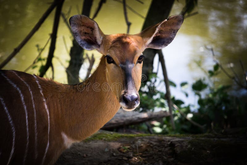 African Antelope stock image. Image of travel, dawn - 100672729