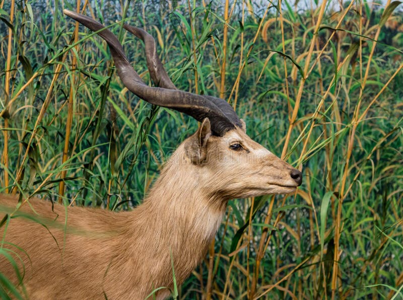African Antelope in Green Grass Stock Photo - Image of mammal, wild ...