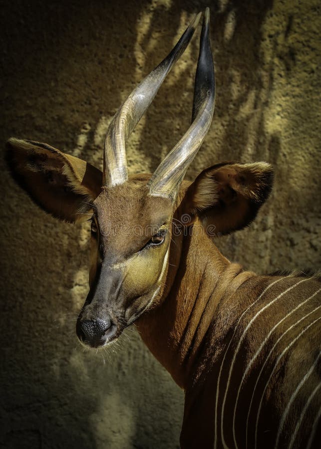 Bongo Antelope stock image. Image of nursing, buck, large - 107988021