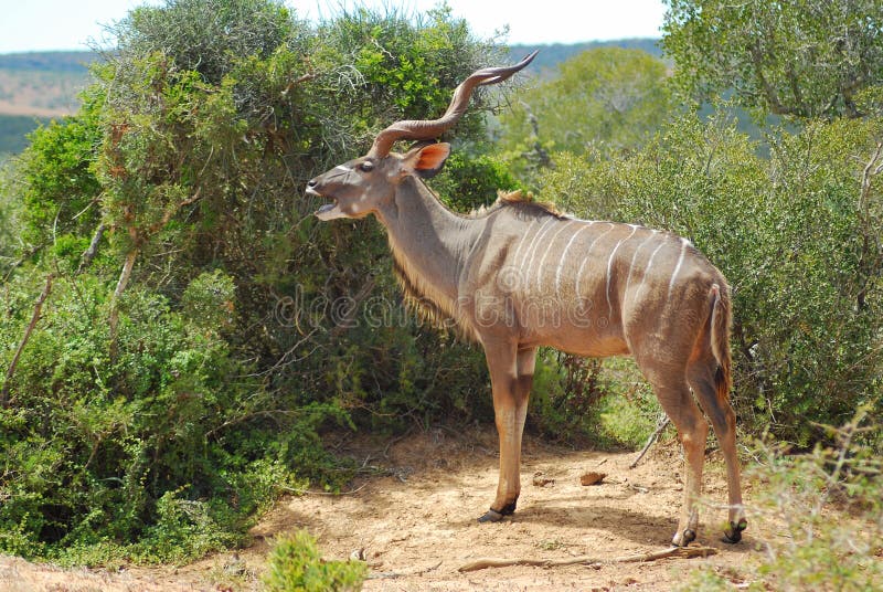 Koedoe Africa Stock Photos - Free & Royalty-Free Stock Photos from ...