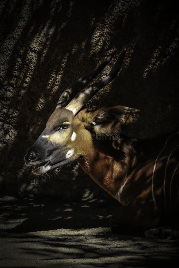 978 African Black Buck Antelope Stock Photos - Free & Royalty-Free ...