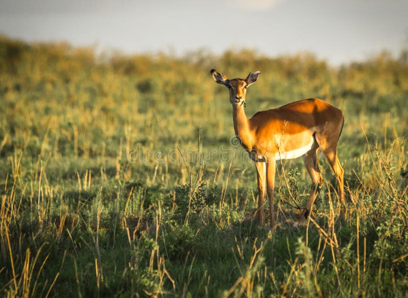 African Antelopes Impala in Masai Mara in Kenya Stock Photo - Image of ...