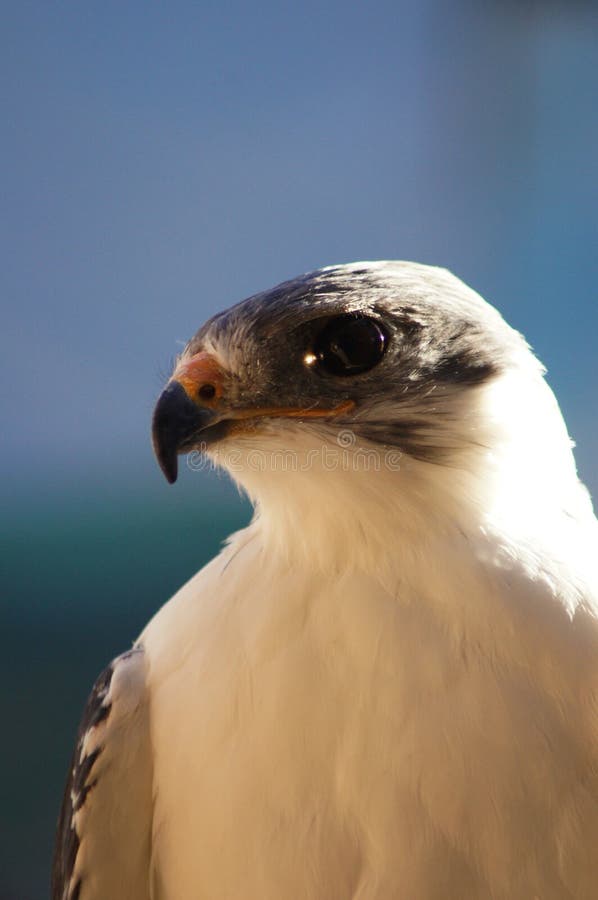 African Augur stock photo. Image of beak, close, bird - 75208544