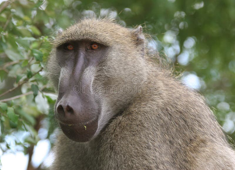 African Baboon stock photo. Image of outdoor, africa, mammal - 5367484