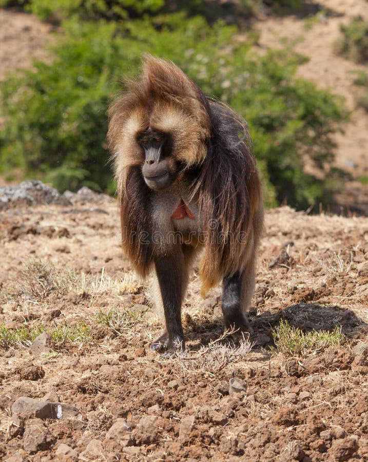 African baboon yawning stock photo. Image of reserve - 21948354