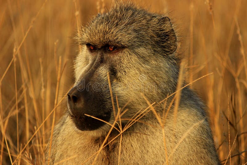 African baboon monkey stock image. Image of reserve, wildlife - 33671955