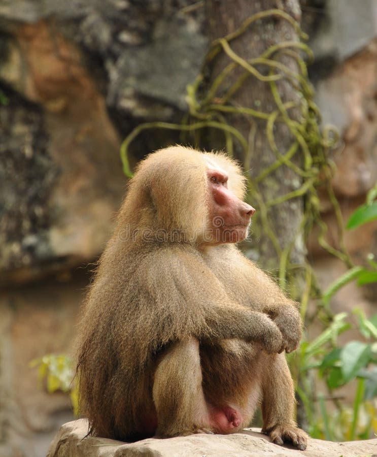African Baboons stock image. Image of african, primate - 12715077