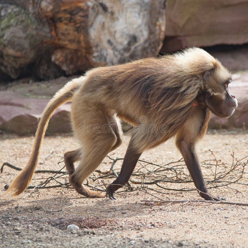 African Baboons Walking in the Forest Stock Photo - Image of jungle ...