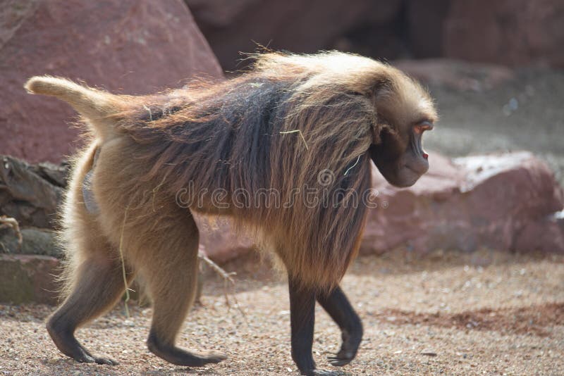 African Baboons Walking in the Forest Stock Photo - Image of jungle ...