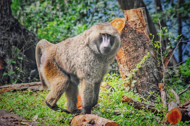 African Baboons Walking in the Forest Stock Photo - Image of jungle ...