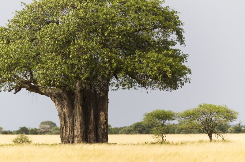 African Baobab stock photo. Image of angiosperms, digitata - 25565318