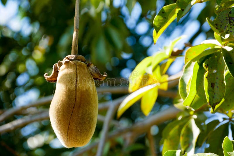 African Baobab Fruit or Monkey Bread Stock Photo - Image of vitamin ...