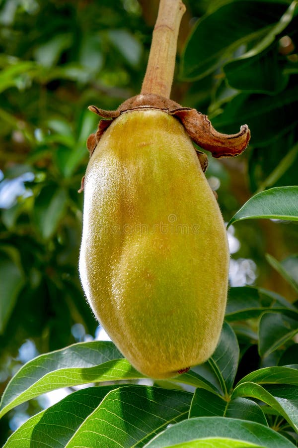 African Baobab Fruit or Monkey Bread Stock Photo - Image of exotic ...