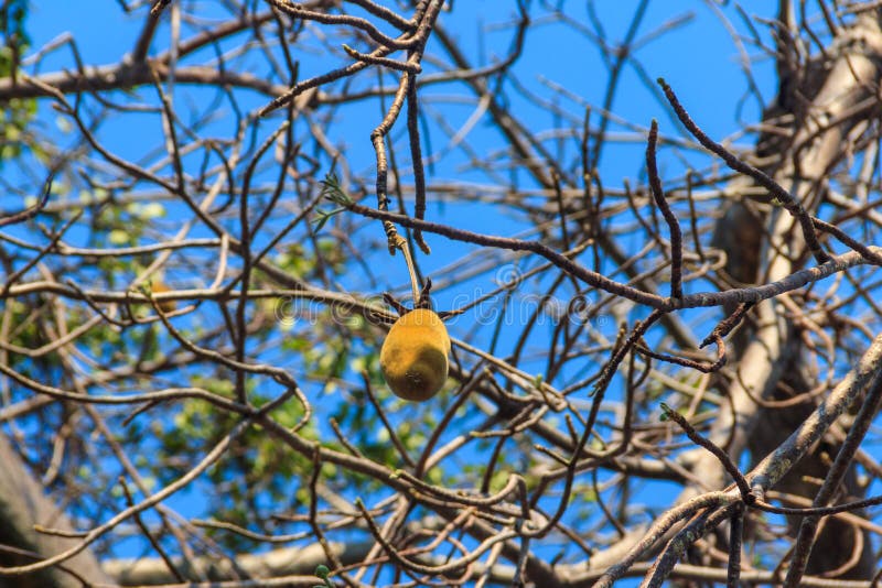 African Baobab Fruit or Monkey Bread Growing on Baobab Tree Adansonia ...