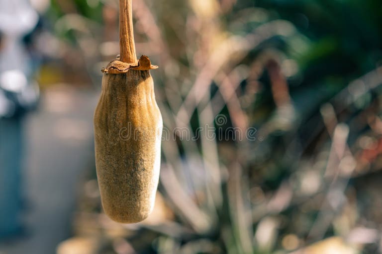 African Baobab Fruit or Monkey Bread on the Tree Stock Photo - Image of ...