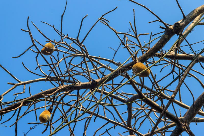 African Baobab Fruits or Monkey Bread Growing on Baobab Tree Adansonia ...