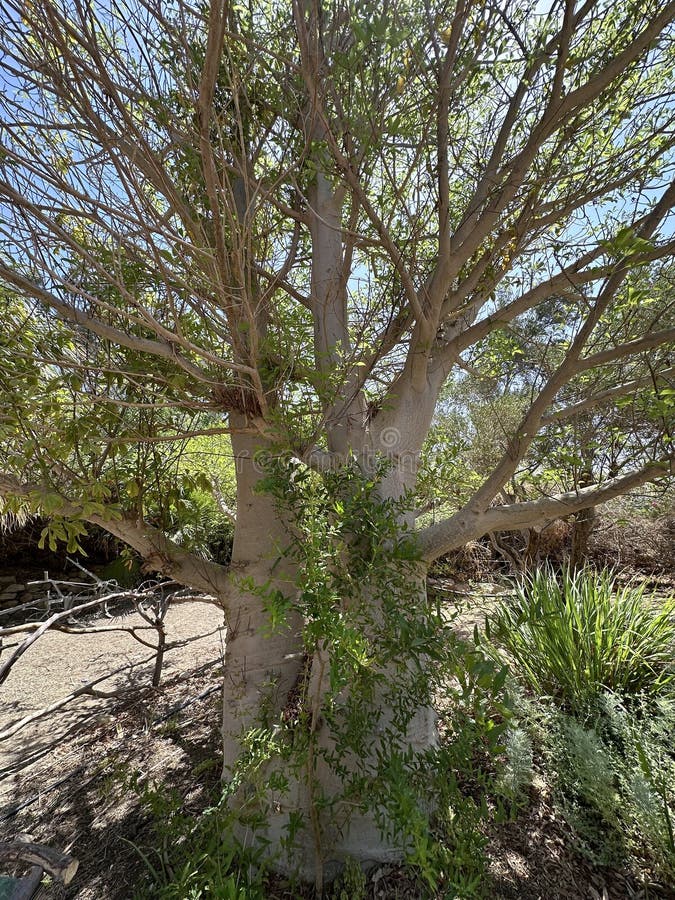 African Baobab Tree (lat.- Adansonia Digitata Stock Image - Image of ...