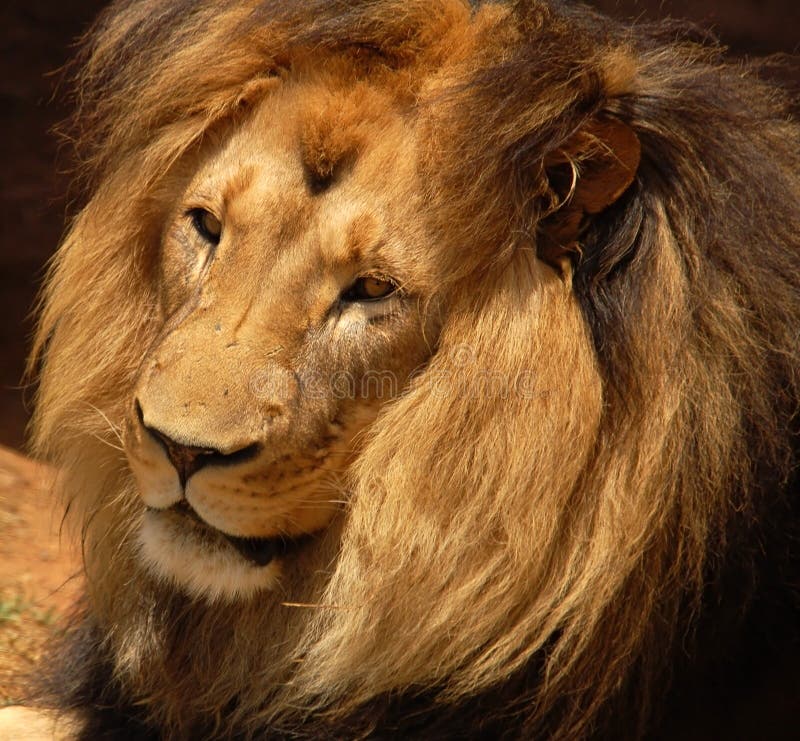 Africa: African Lion Roaring Stock Image - Image of felines, mammal ...