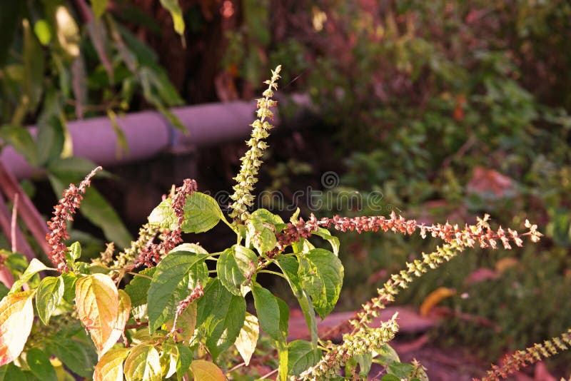 African Basil or Wild Basil Stock Photo - Image of green, herbal: 98371072