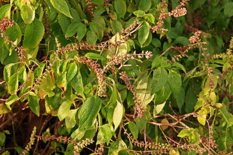 African Basil or Wild Basil Stock Image - Image of flower, african ...