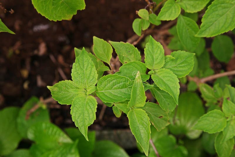 African Basil or Wild Basil Stock Image - Image of flora, cuisine: 99758523