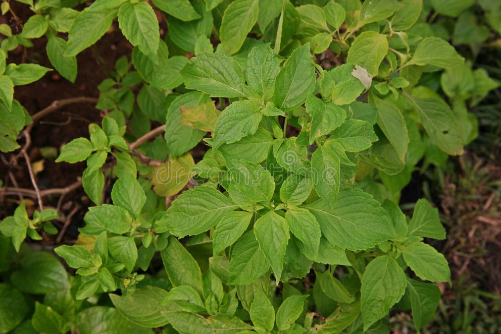 African Basil or Wild Basil Stock Image - Image of aromatic, health ...